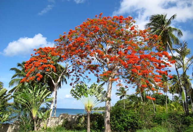 Los incomparables árboles de Flamboyán de Casa de Campo | Casa de Campo ...