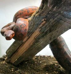 6ft Hispaniola Boa found in the Marina Casa de Campo! | Casa de Campo ...