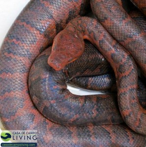 Casa de Campo's infamous Hispaniola Boa finds new home in an Ecovillage ...