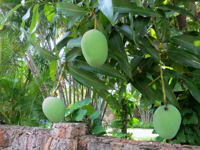 Mangos! Exported from Dominican Republic all over the world! | Casa de ...