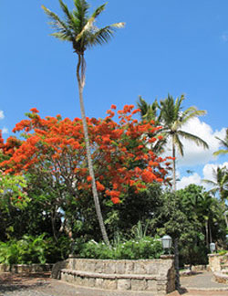 Casa de Campo is on fire! The Flamboyant trees are blooming! | Casa de ...