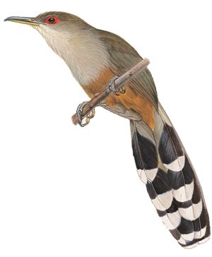 Aves en Casa #7: El Pájaro Bobo | Casa de Campo Living