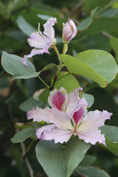Flowers in Casa de Campo #3: Hong Kong Orchid Tree