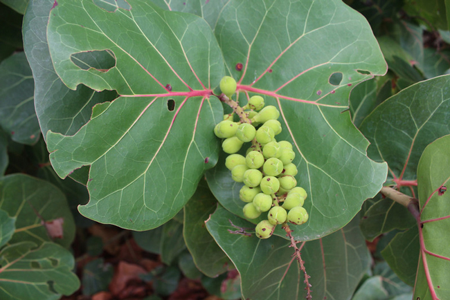 Frutas del Verano #6: Uva de Playa