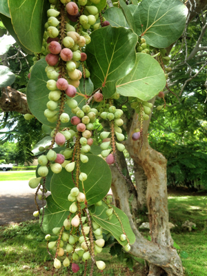 Frutas del Verano #6: Uva de Playa