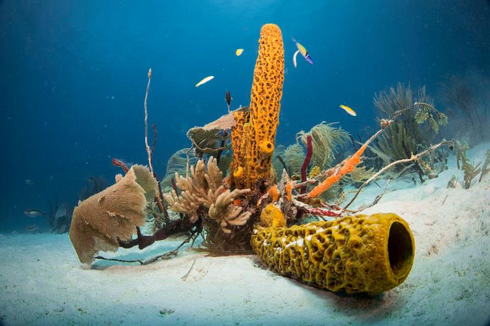 10 animales marinos asombrosos