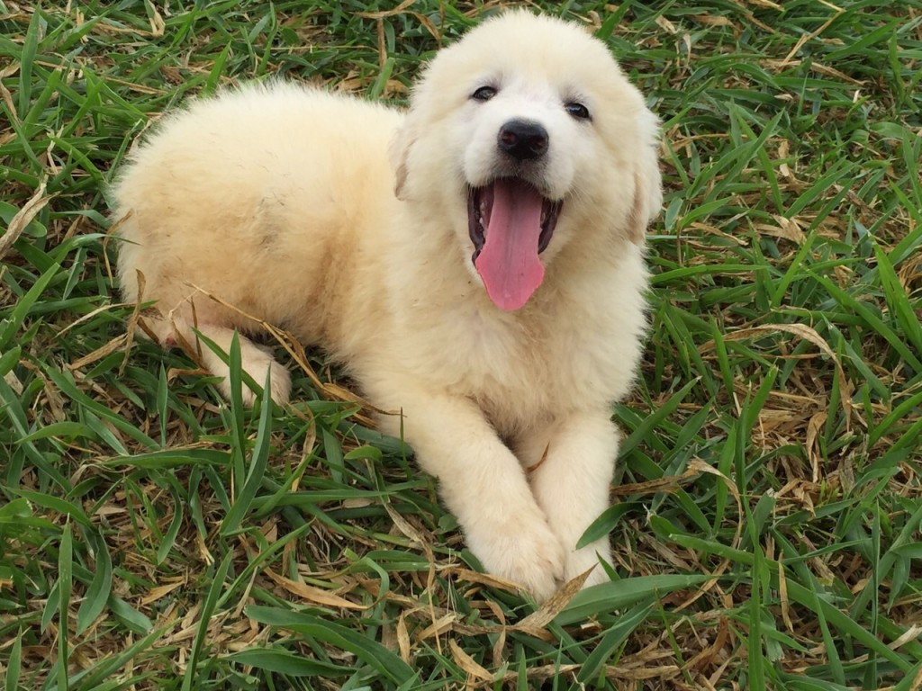 ¡Cachorros en venta!